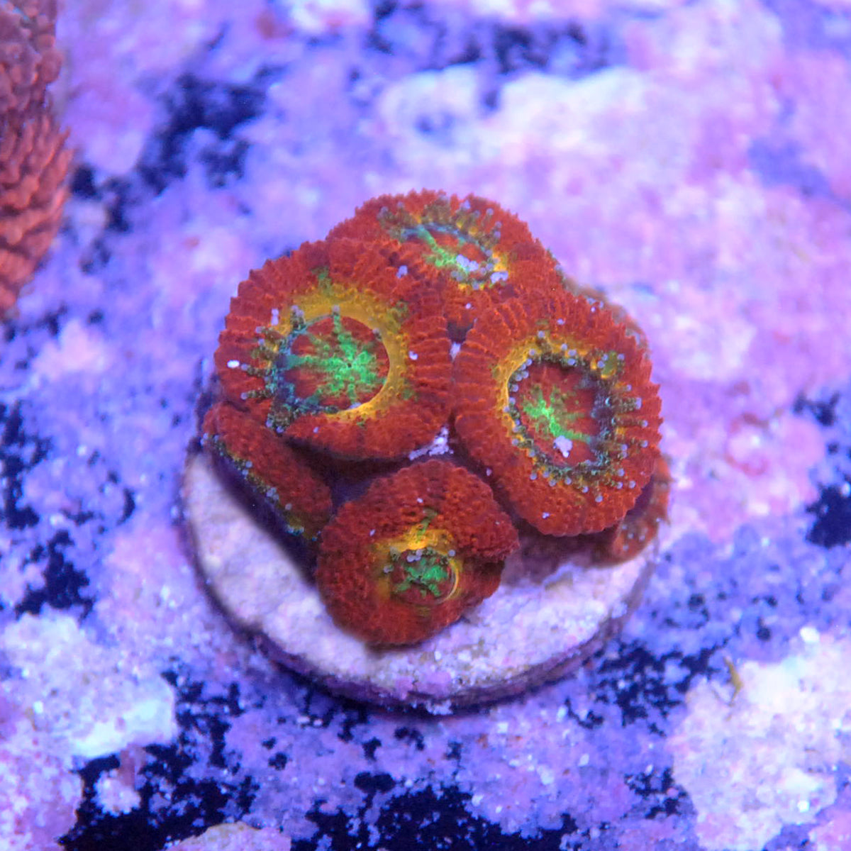 Ruby Rose Micromussa Acan – Islander Corals