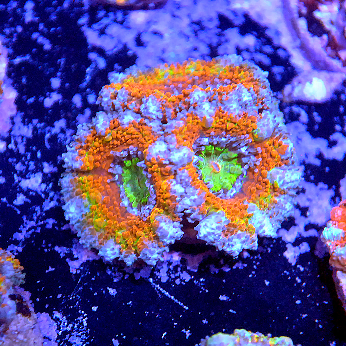 Islander Corals Shortcake Rainbow Acan