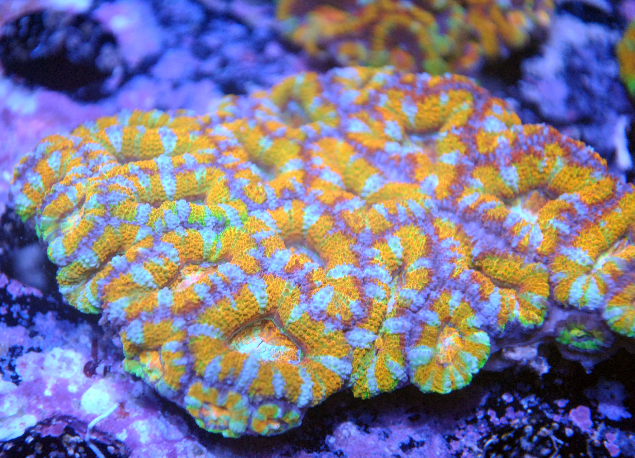 Islander Corals - Retail and Online Coral Shop in Bay Area California