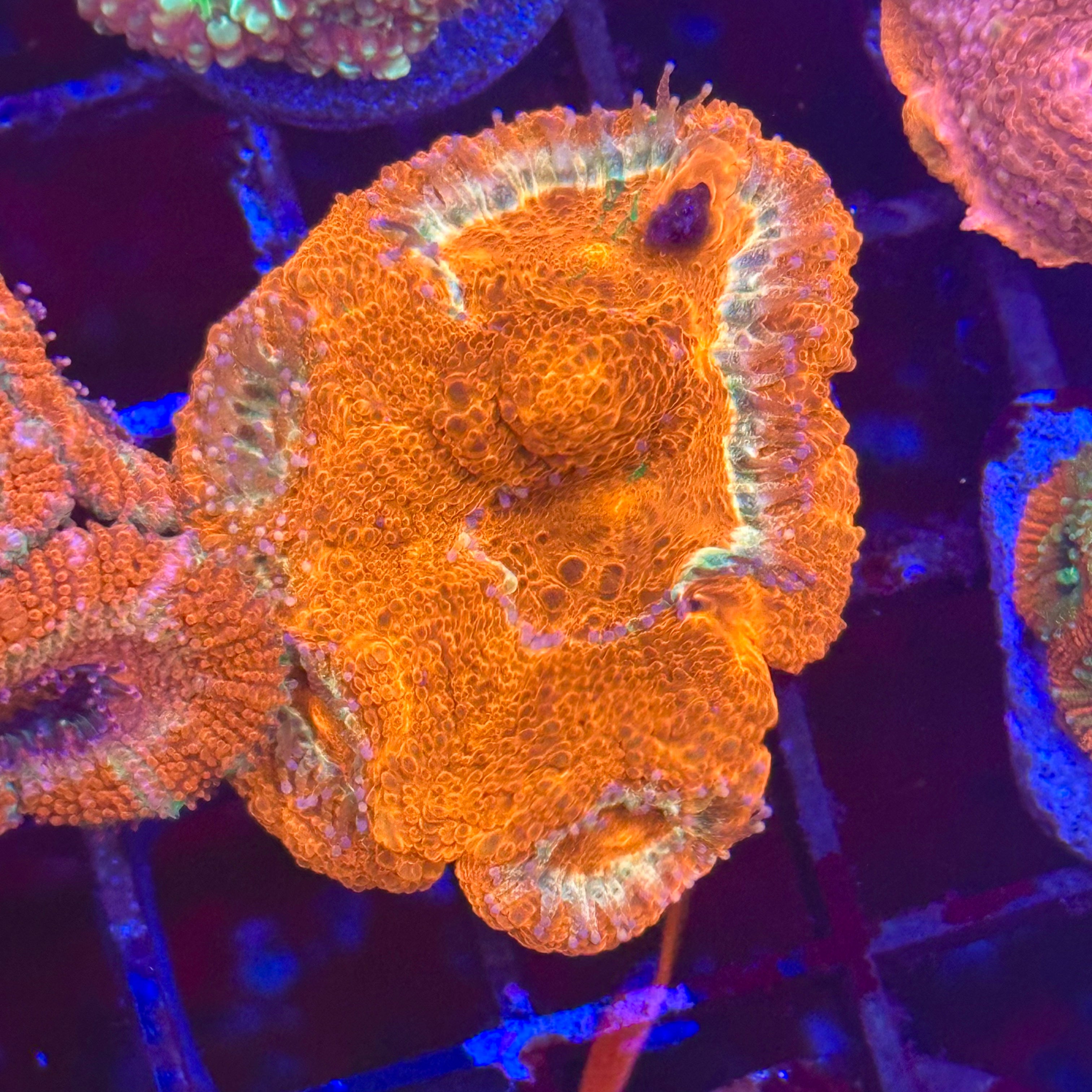 Bleeding Apple Bowerbanki – Islander Corals