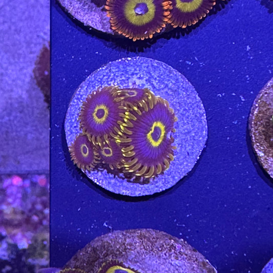 Zoanthids – Islander Corals
