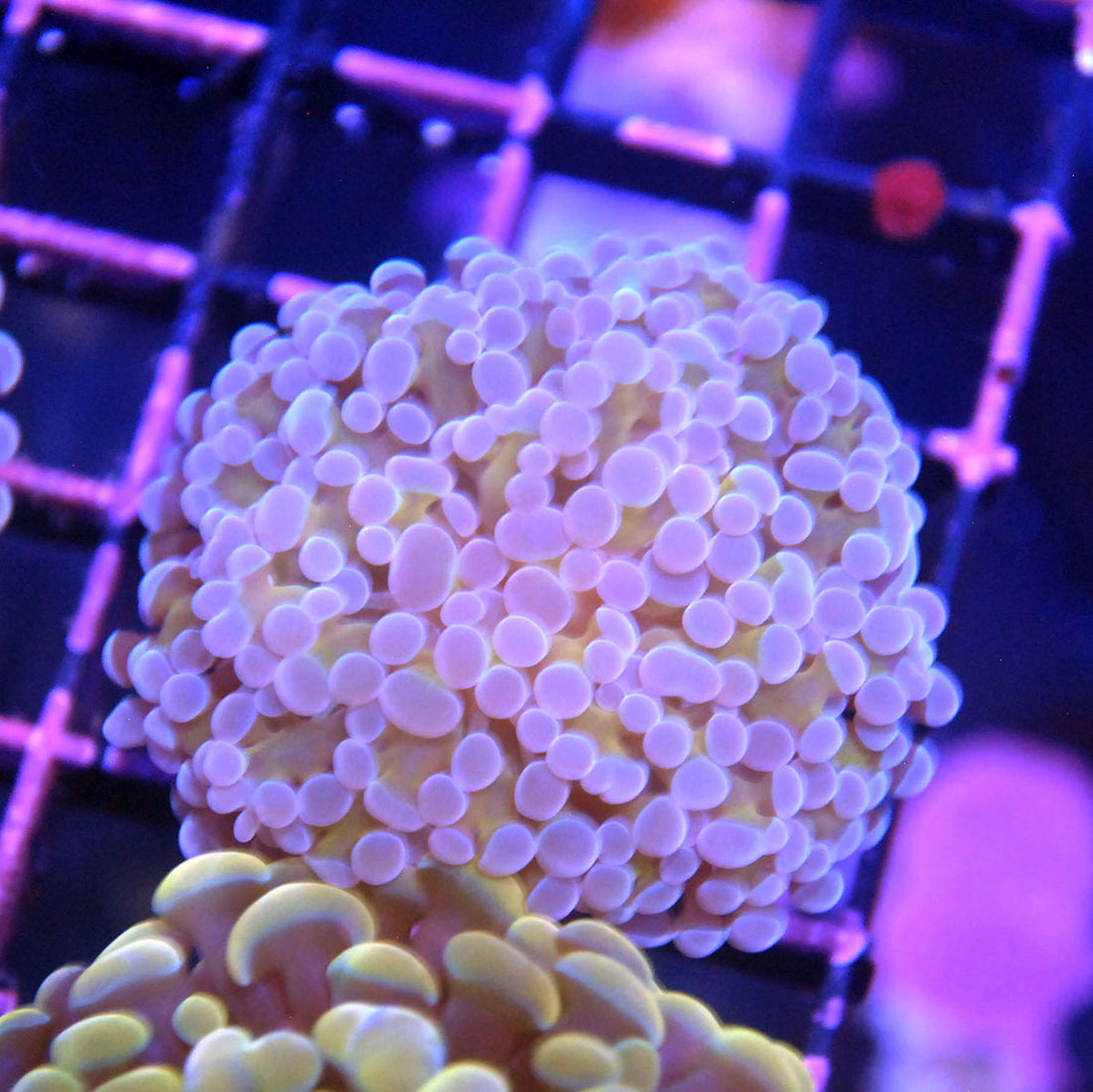 Hammer Coral - Rainbow Casper – Islander Corals