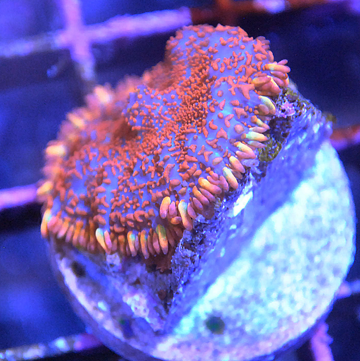 Superman Rhodactis Mushroom – Islander Corals
