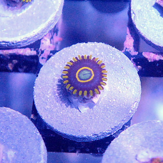 Zoanthids – Islander Corals