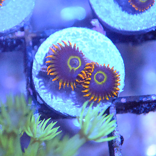 Zoanthids – Islander Corals
