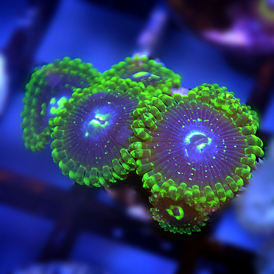 Zoanthids – Islander Corals